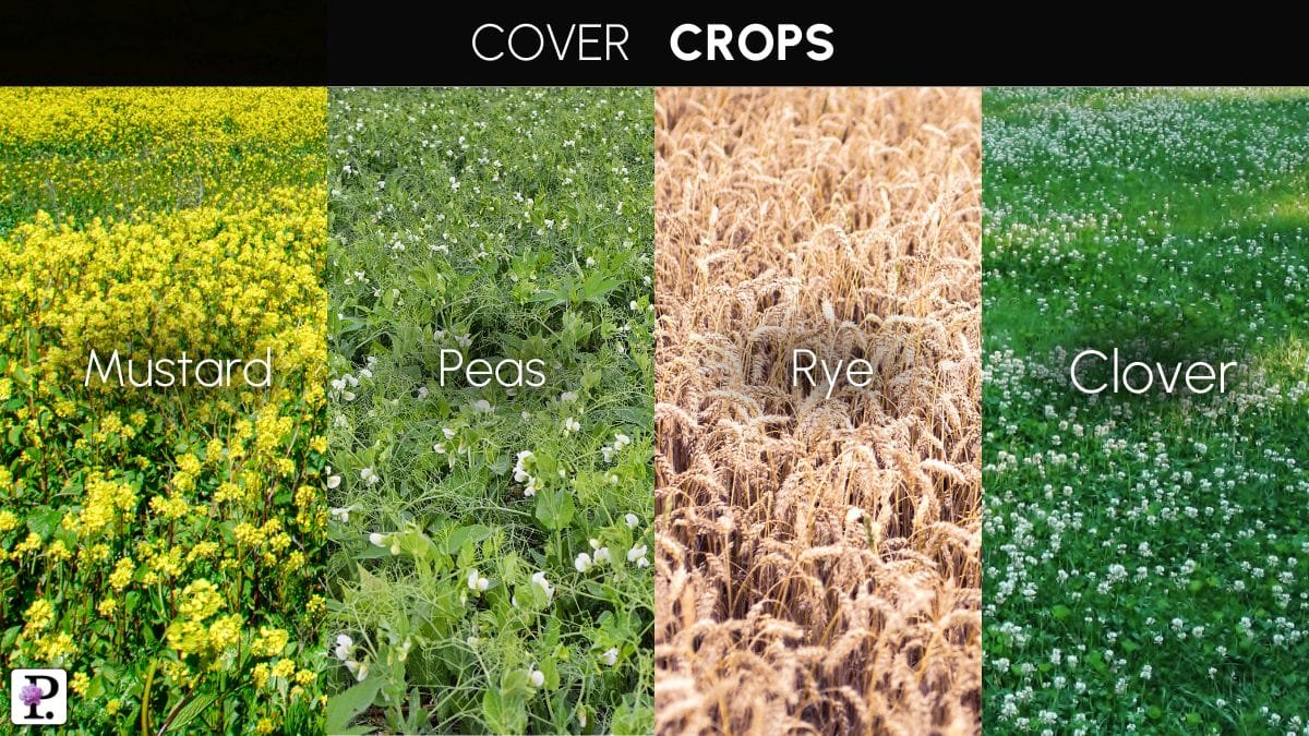 How Does Soil Form: Composition, Classification, Properties And Types ...