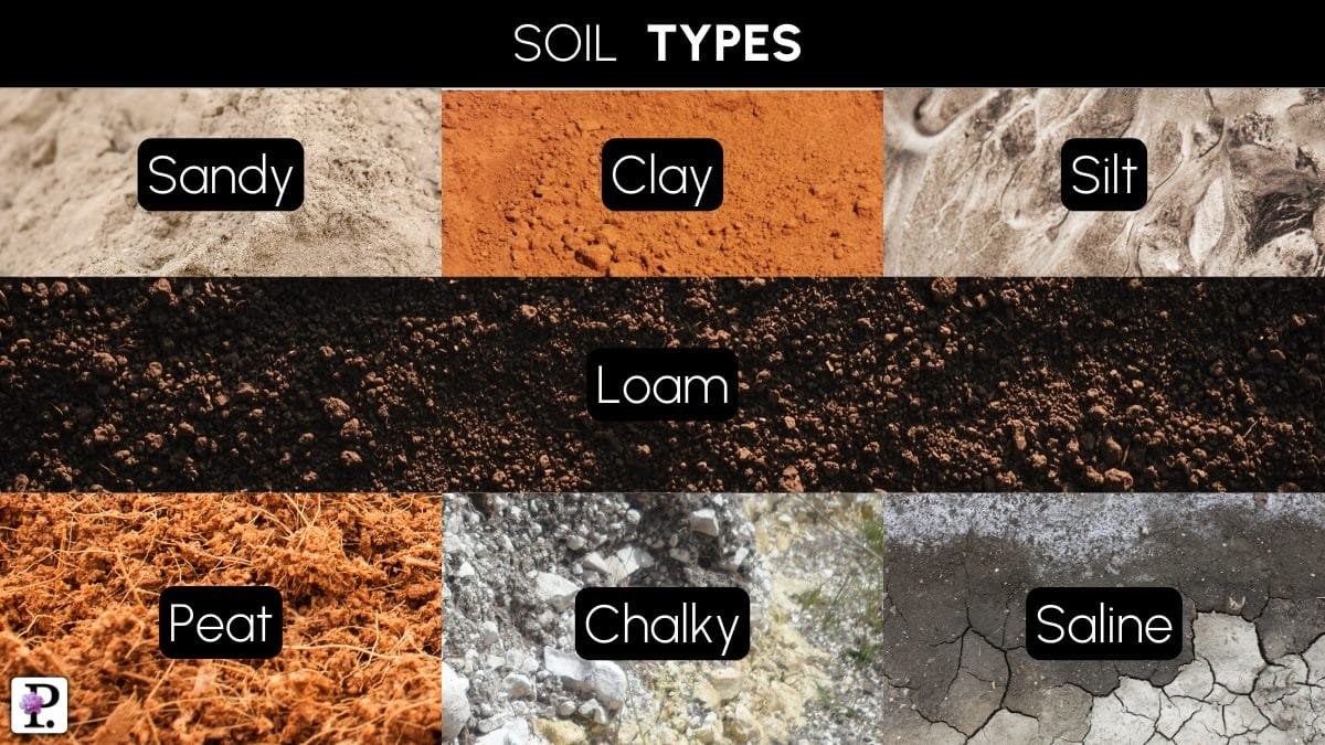 How Does Soil Form: Composition, Classification, Properties And Types ...